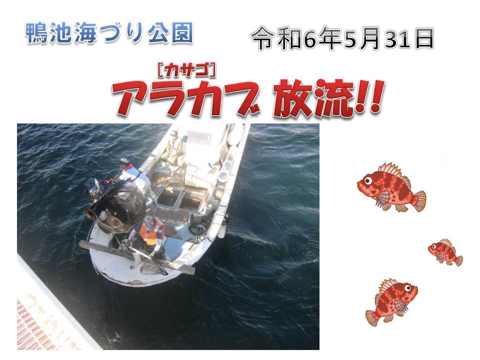 R6年5月31日鴨池海づり公園アラカブ カサゴ 放流 鹿児島市海づり公園